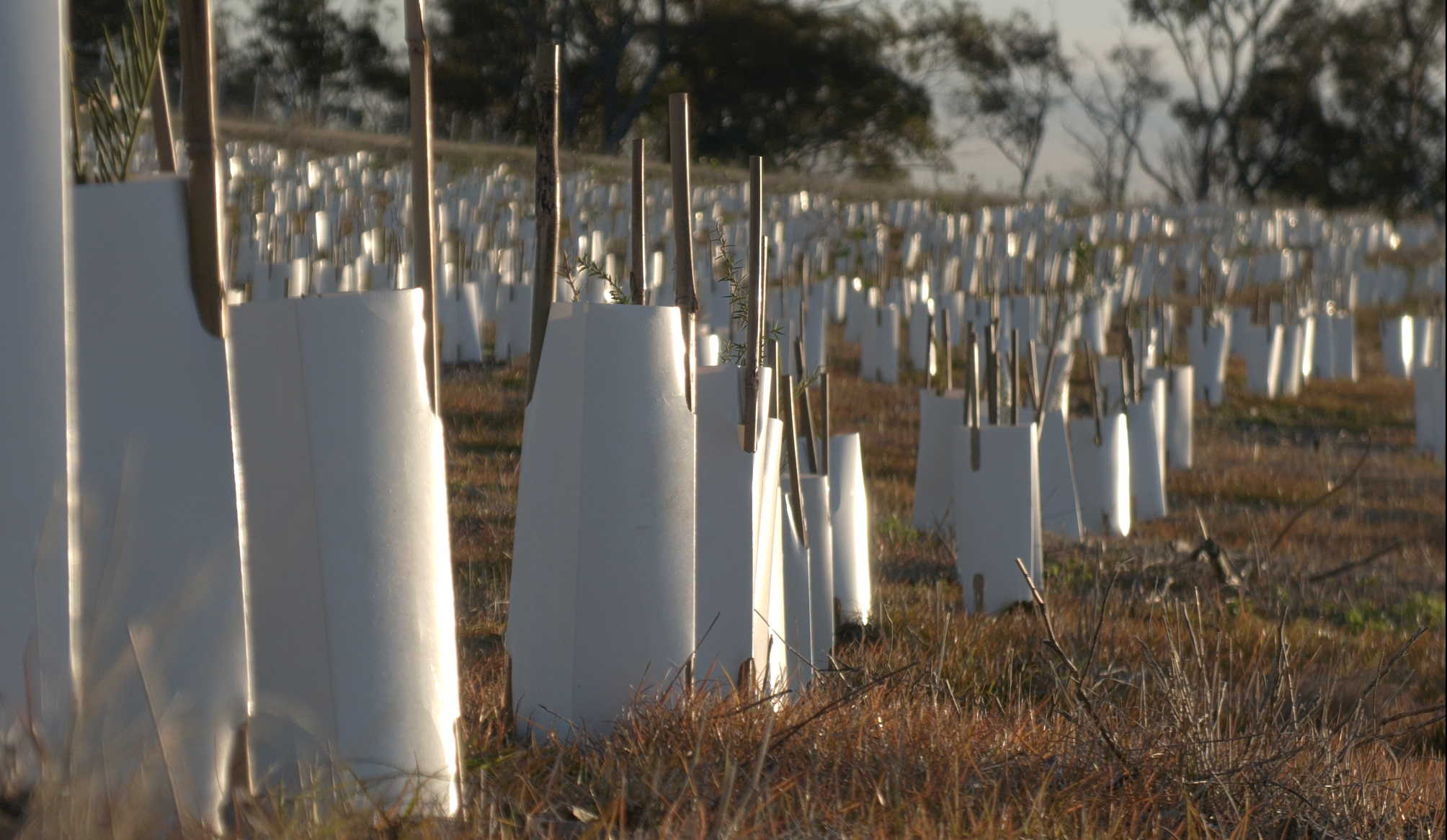 Revegetation Plant Varieties - ADBRI