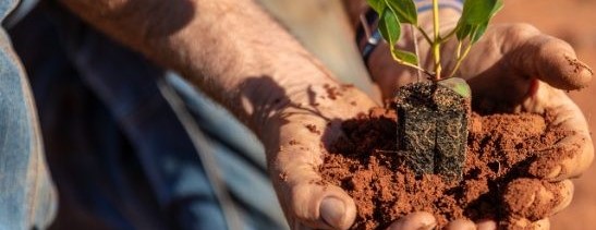 Revegetation Plant Varieties - ADBRI